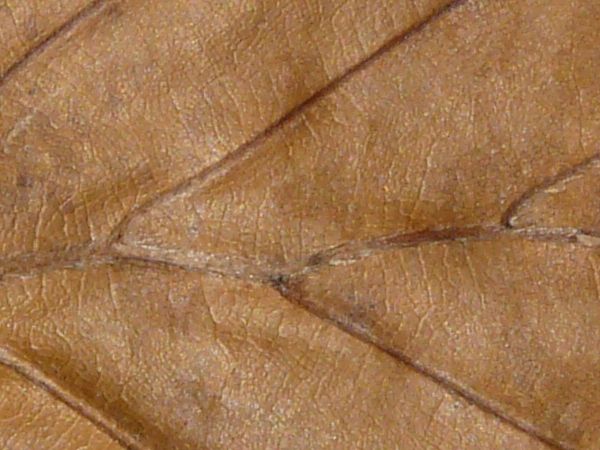 texture 0067 - Texturelib